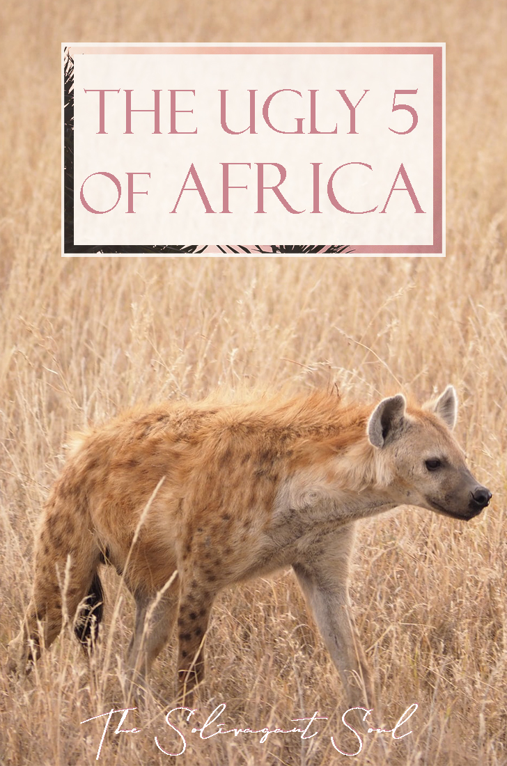 The Ugly five of Africa, and the best places to find them - The ...